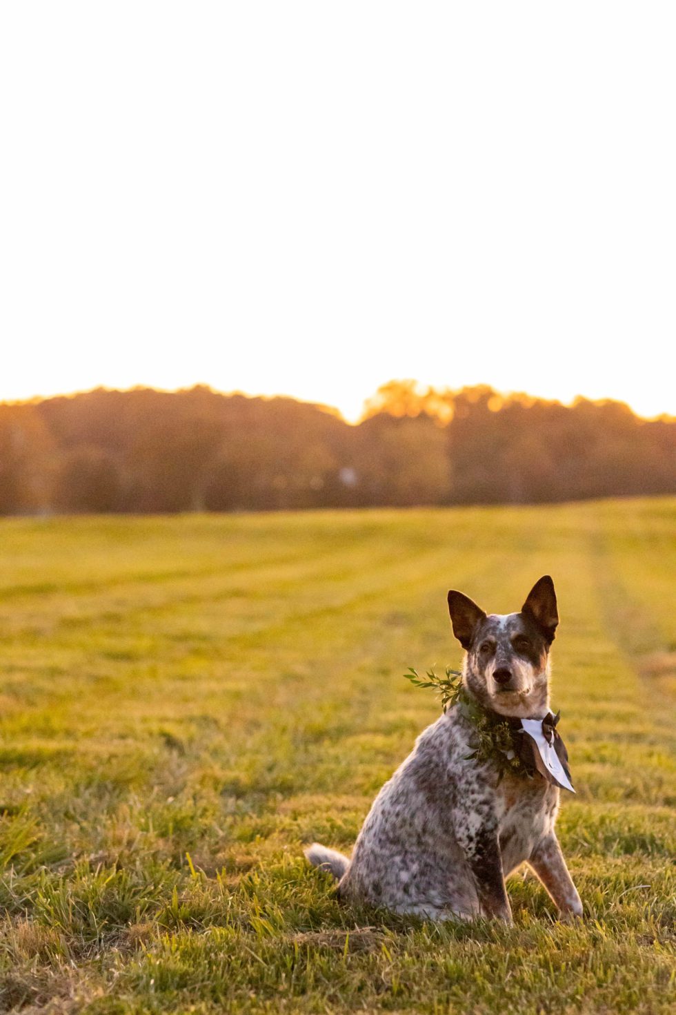 Gallery | Vignon Manor Farm